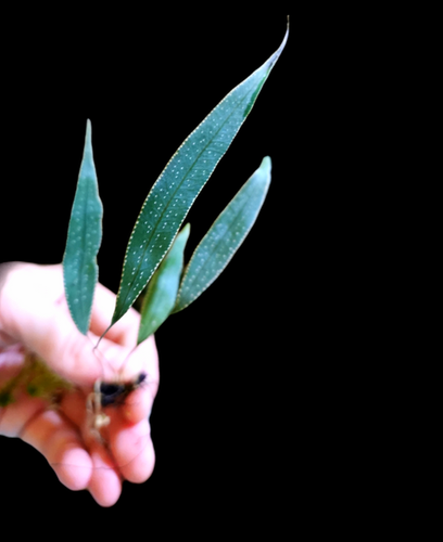 Selliguea albidosquamata Rare Blue Fern | Buceplanet