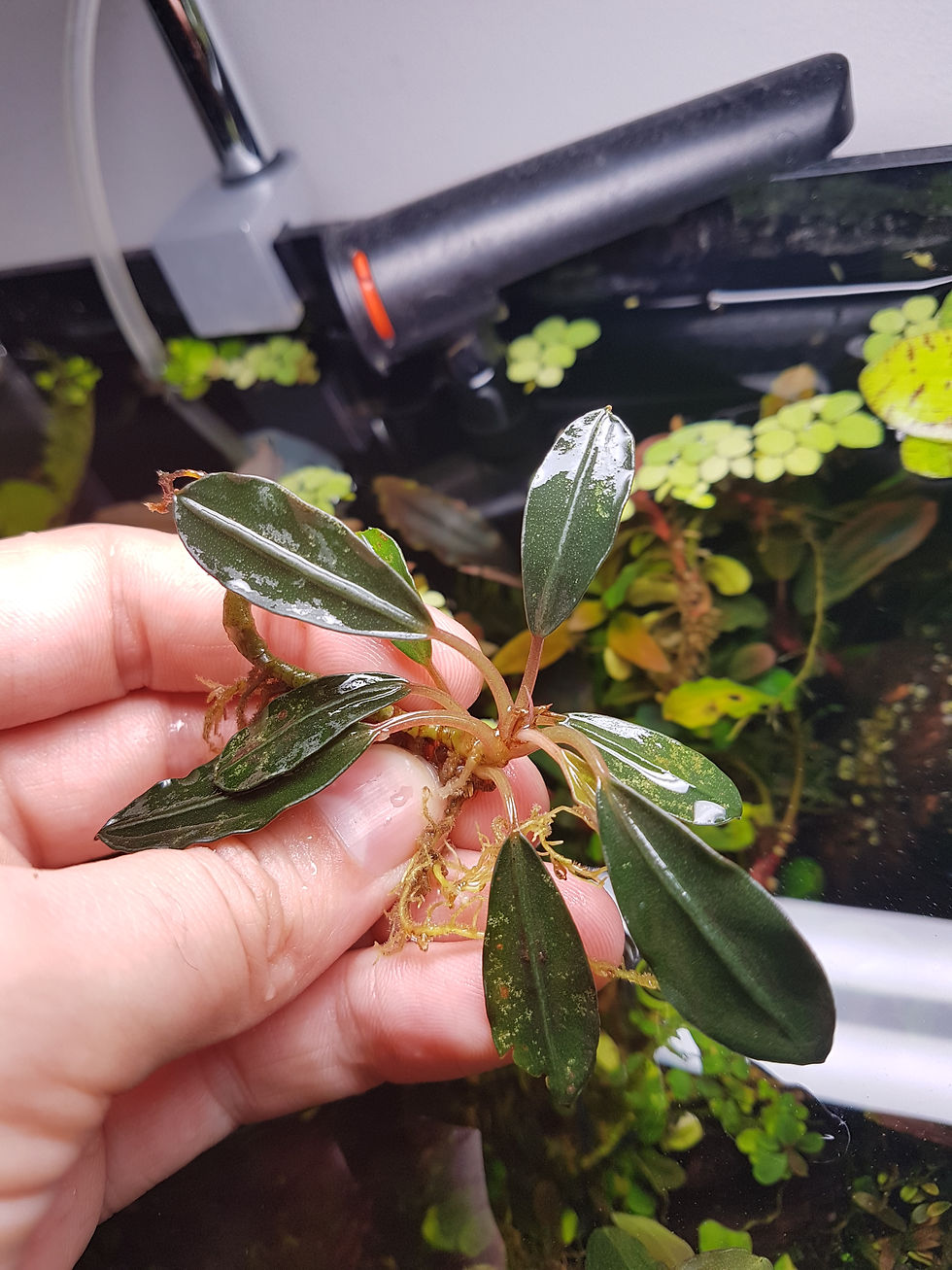 Bucephalandra Paris | Buceplanet