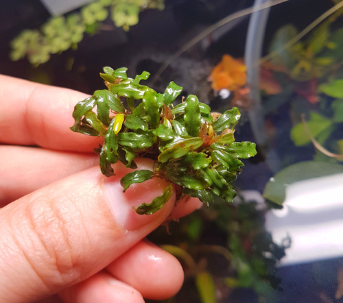 Bucephalandra Velvet Leaf "mini" | Buceplanet