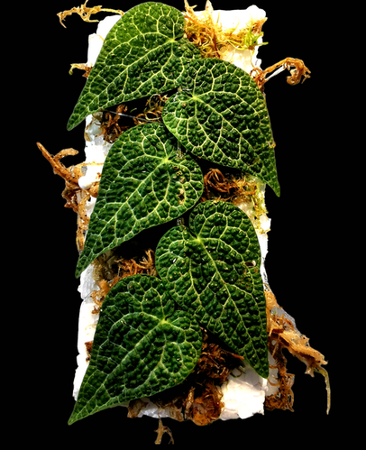 Piper sp. Crocodile Cutting | Buceplanet