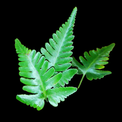 Davallia repens Borneo 1 Leaf | Buceplanet