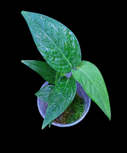 Anadendrum Montanum | Buceplanet