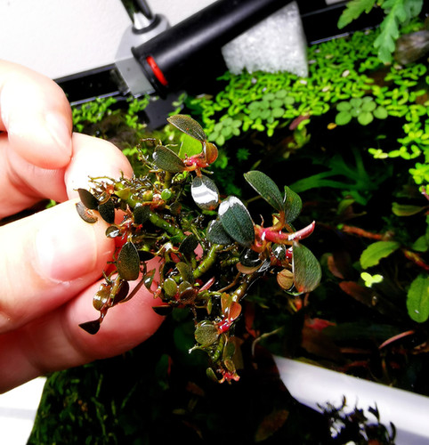 Bucephalandra Brownie purple 'mini clump | Buceplanet