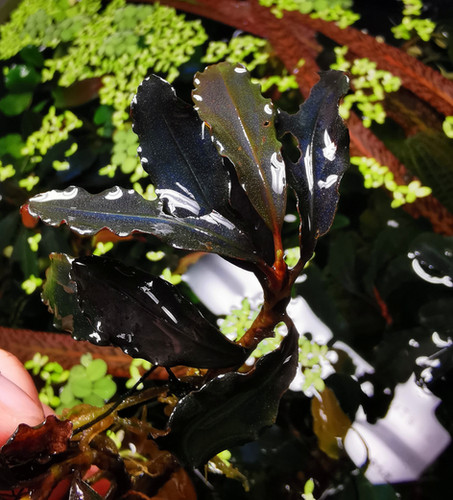 Bucephalandra Magnum Blue - Single rhizome | Buceplanet