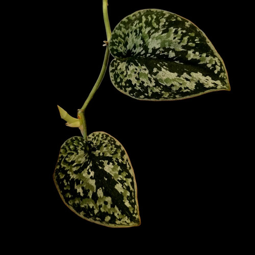 Scindapsus Tricolor Sumatra - kaufen | Buceplanet