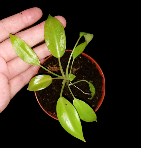 Philodendron melinonii - baby plant | Buceplanet