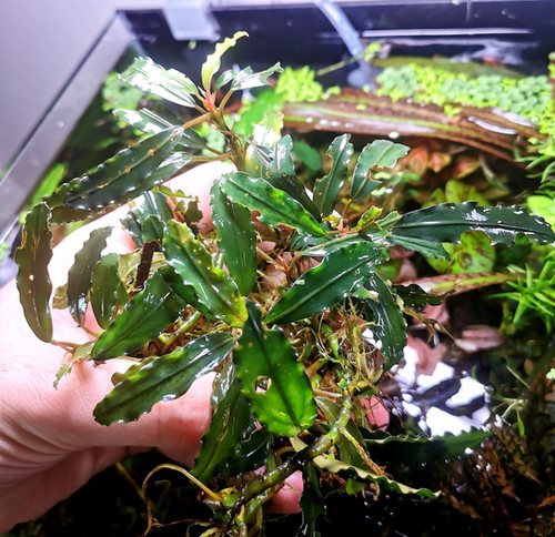 Bucephalandra Centipede clump XL | Buceplanet