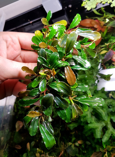 Bucephalandra Brownie Melawi XXL | Buceplanet