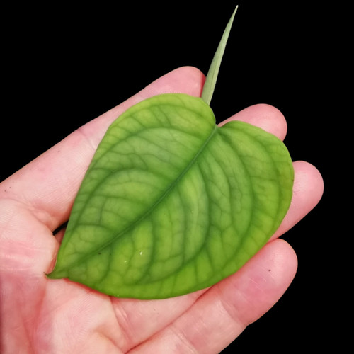 Anadendrum affine - alias Scindapsus Lucens | Buceplanet