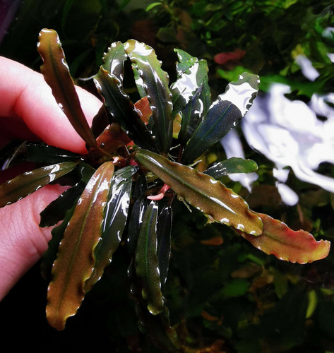 Bucephalandra Blue sword single rhizome submers | Buceplanet