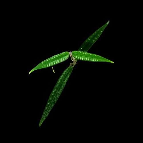 Acranthera sp. Papua Baby plant | Buceplanet