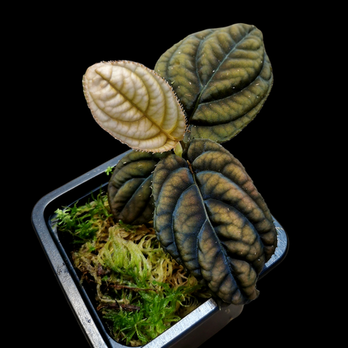 Acranthera sp. Vietnam Jungpflanzen kaufen | Buceplanet