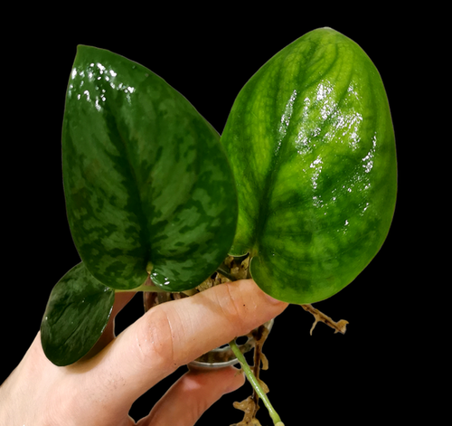 Scindapsus sp. Sumatera | Buceplanet