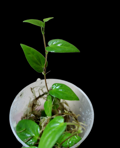 Piper sp. Mini Sumatera cutting | Buceplanet