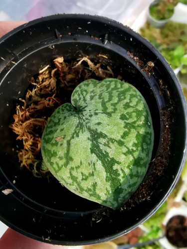 Scindapsus Tricolor Sumatra 1 Leaf rooted | Buceplanet