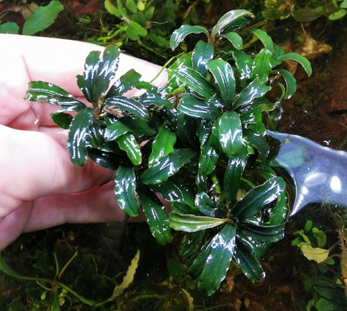 Bucephalandra sp. Clump | Buceplanet