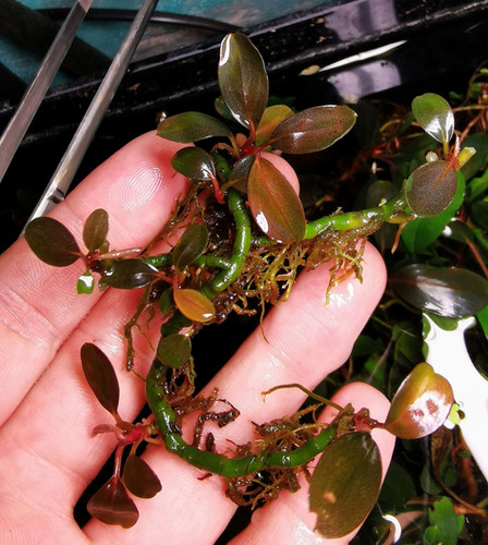 Bucephalandra Brownie Silat Clump submers | Buceplanet