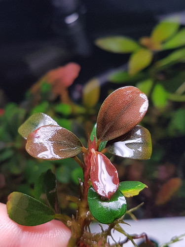 Bucephalandra Brownie Series Ableger | Buceplanet