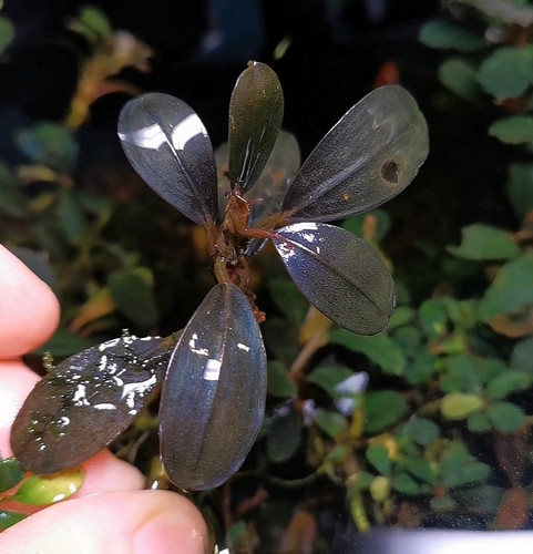 Bucephalandra Brownie Purple Single Rhizome submers | Buceplanet