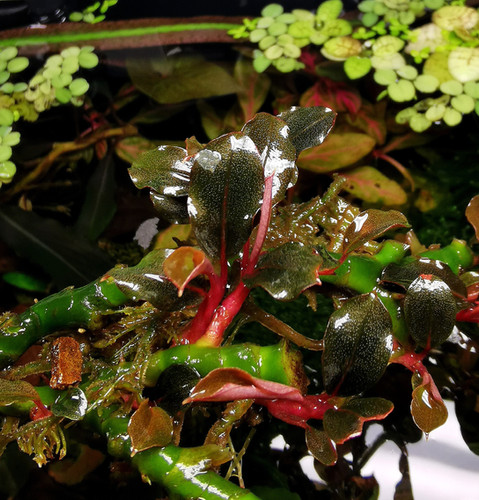 Bucephalandra Flamingo 2014 - Jungpflanzen 100% submers | Buceplanet
