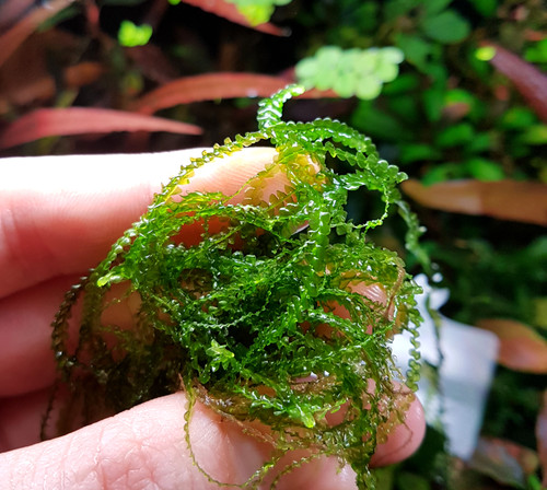 Cameroon Moos - 5x5cm cutting | Buceplanet