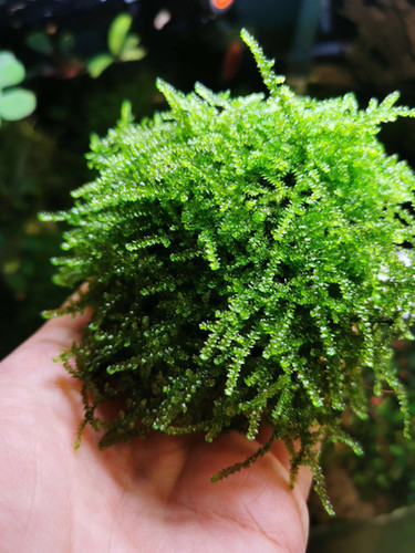 Vesicularia Tortoise Borneo Moos | Buceplanet