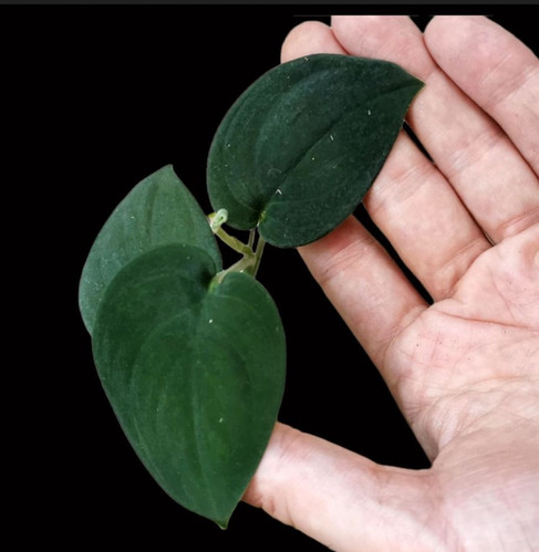 Scindapsus Dark Satin (velvet) | Buceplanet