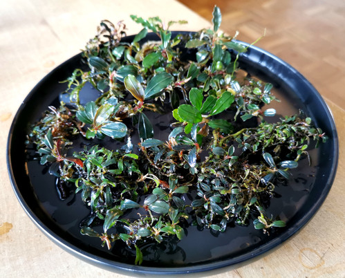 Bucephalandra Set - 20 Teilig - DARK leaves | Buceplanet