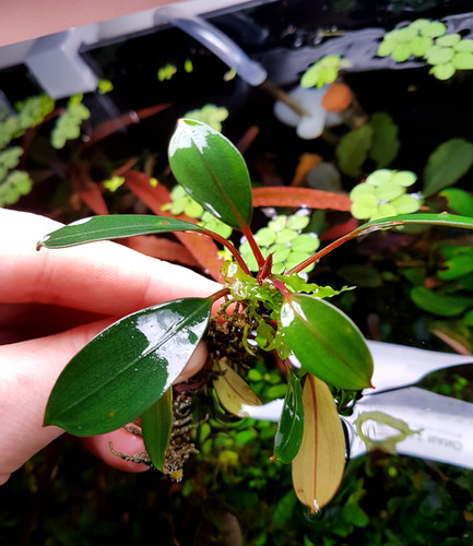 Bucephalandra Penelope | Buceplanet