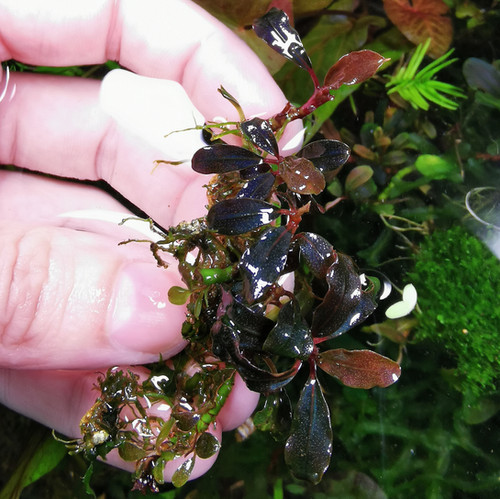 Bucephalandra Brownie purple clump submers | Buceplanet