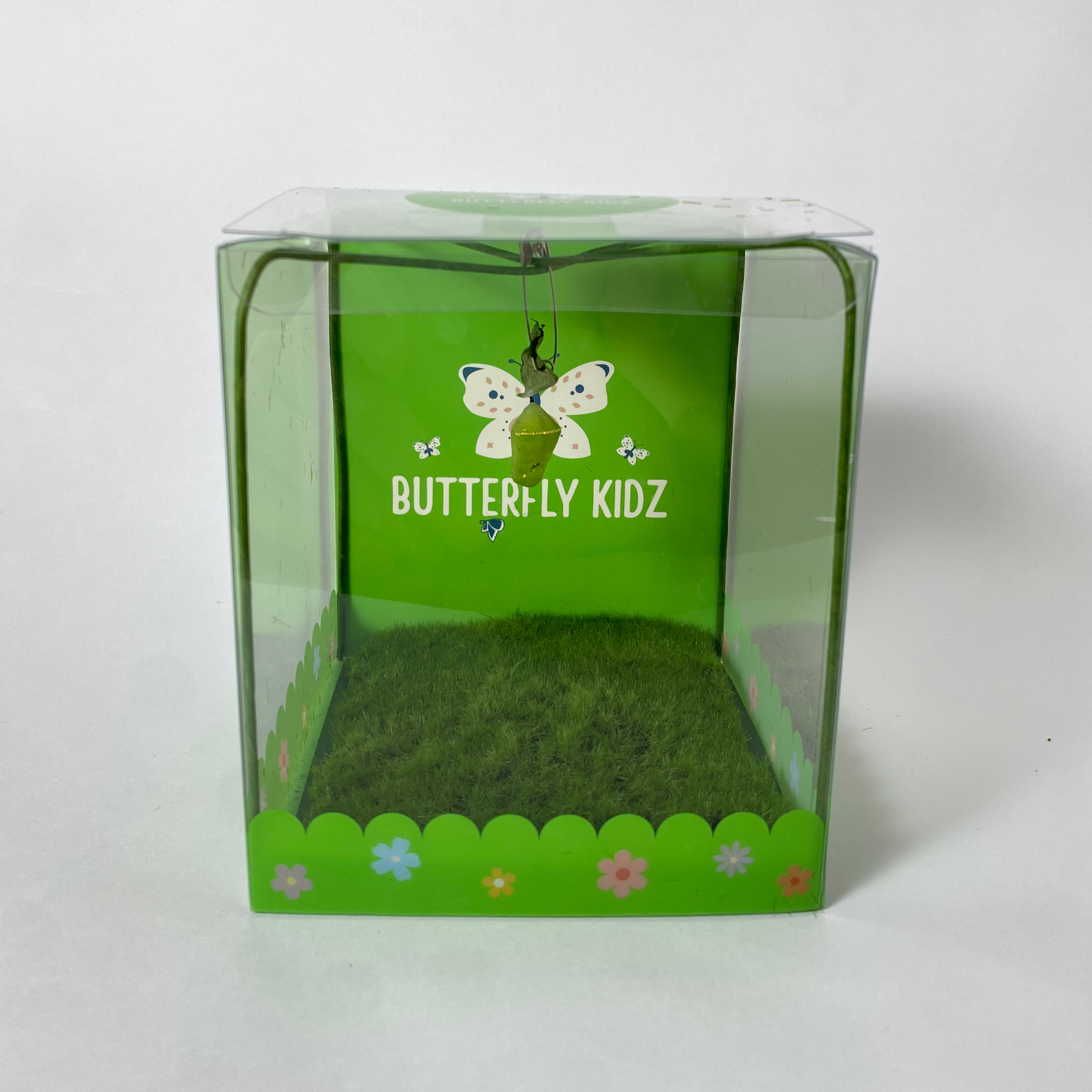 Hatching Kits - Hatch Your Own Real Butterfly