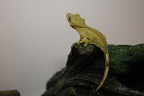 Bi Color Crested Gecko Hatchling Jay S Exotics