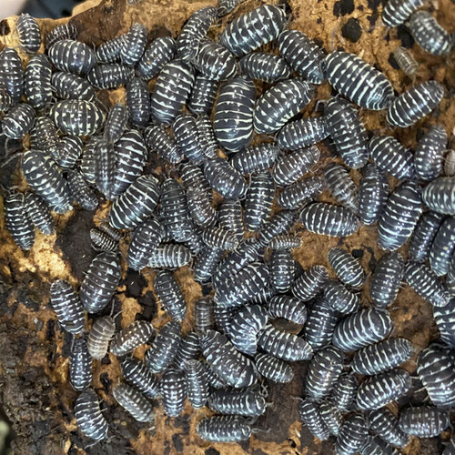 Zebra Isopods | Jay's Exotics