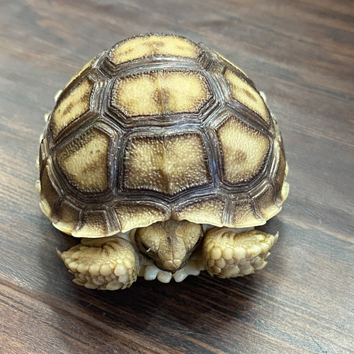 Sulcata Hatchlings | Jay's Exotics