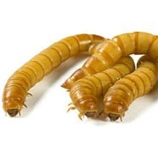 Mealworms | Jay's Exotics