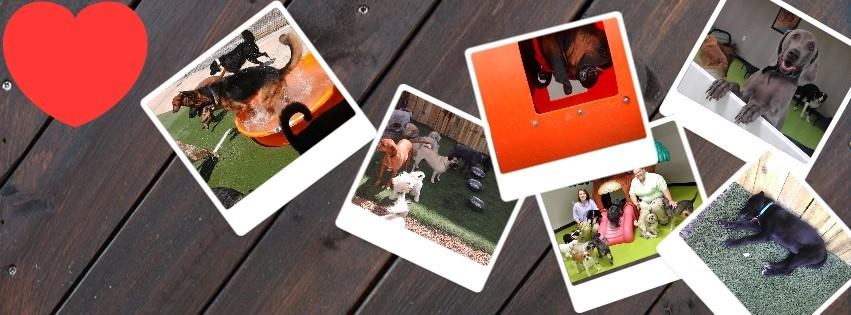 Boarding, Grooming, Training, Daycare | Cookeville | Dog & Company