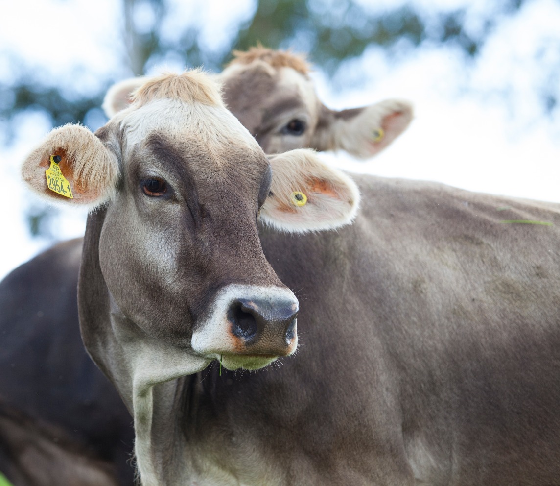 Pardo Suizo y Braunvieh | Asopardo Colombia | Colombia
