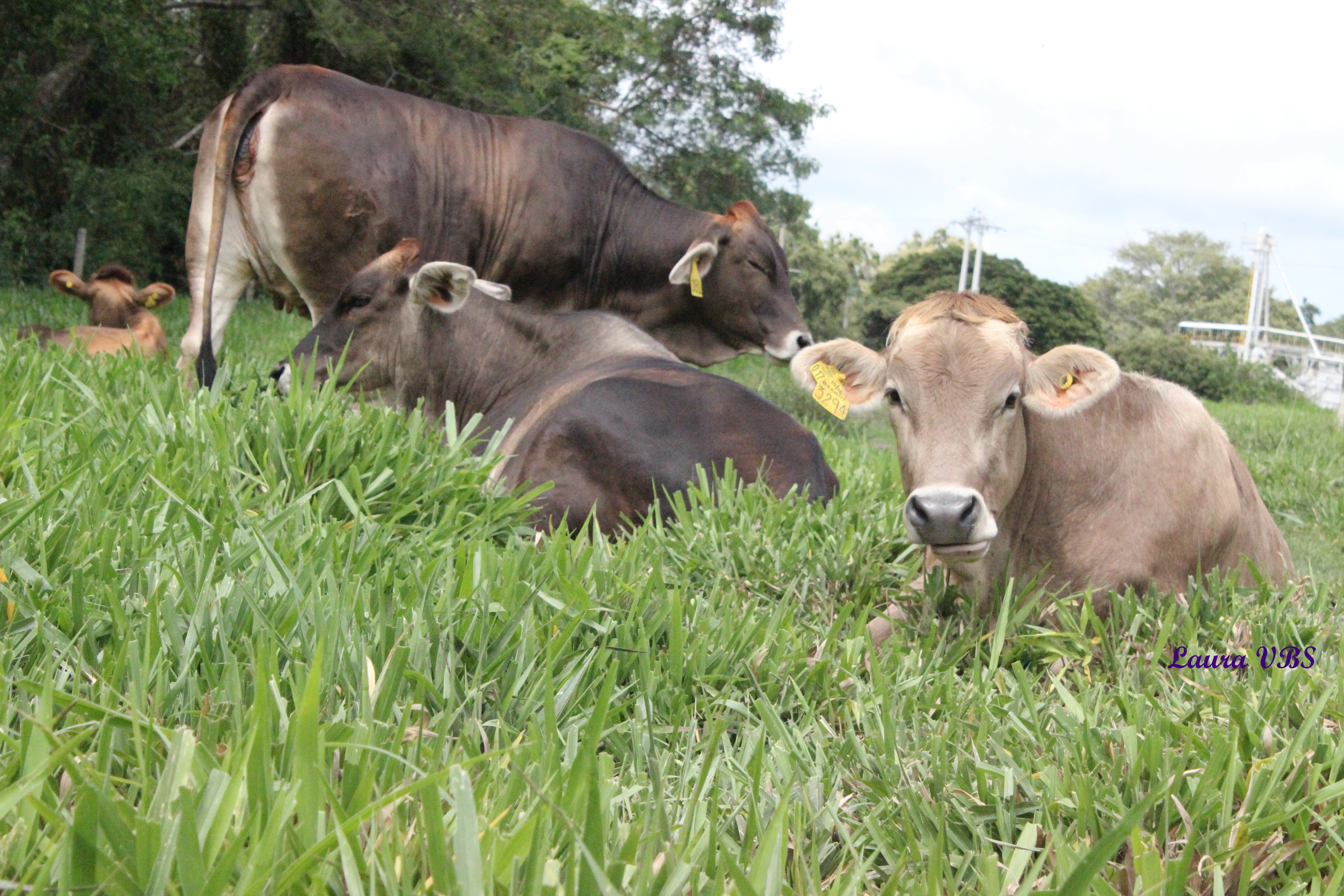 Pardo Suizo y Braunvieh | Asopardo Colombia | Colombia