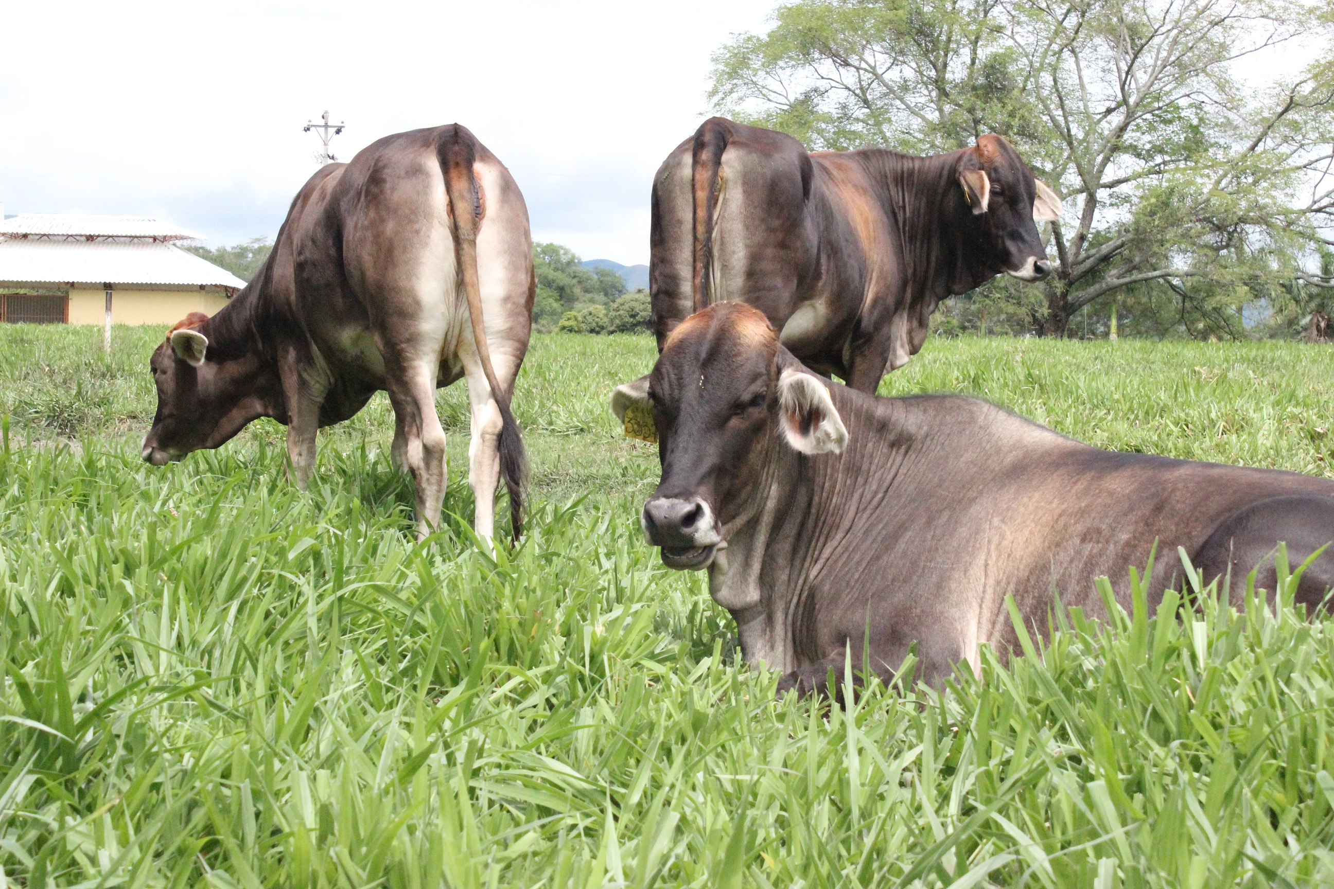 Pardo Suizo y Braunvieh | Asopardo Colombia | Colombia