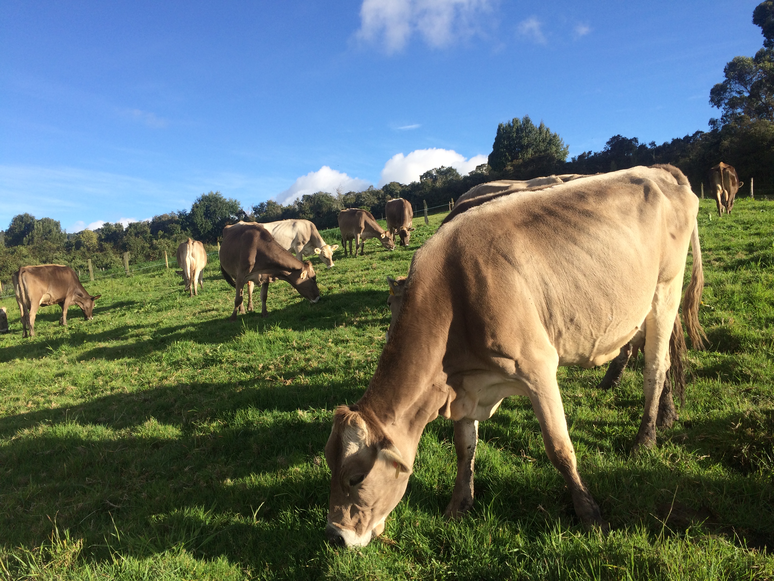 Pardo Suizo y Braunvieh | Asopardo Colombia | Colombia