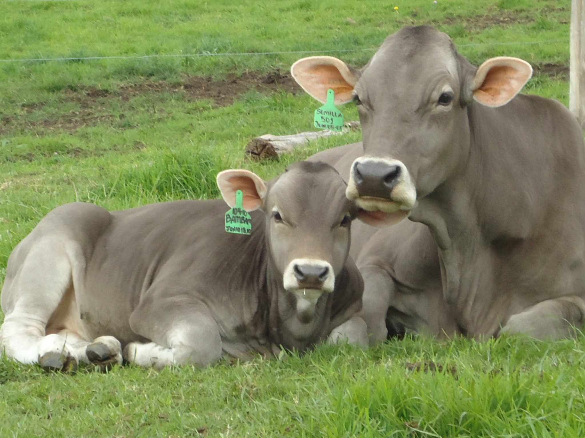 Pardo Suizo y Braunvieh | Asopardo Colombia | Colombia