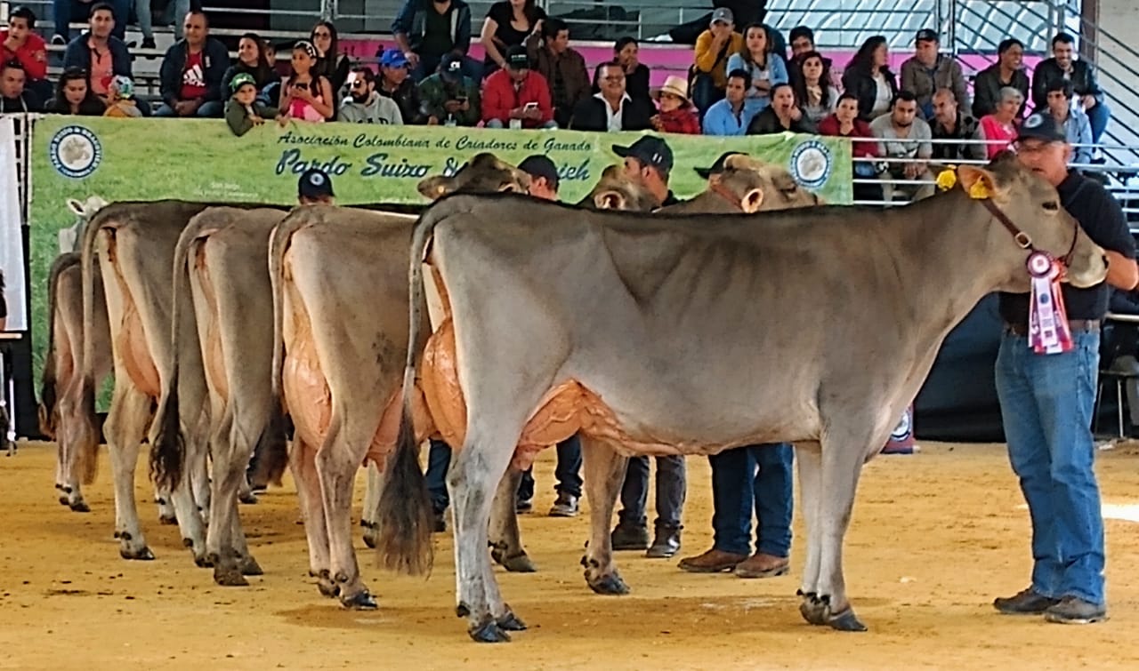 Pardo Suizo y Braunvieh | Asopardo Colombia | Colombia