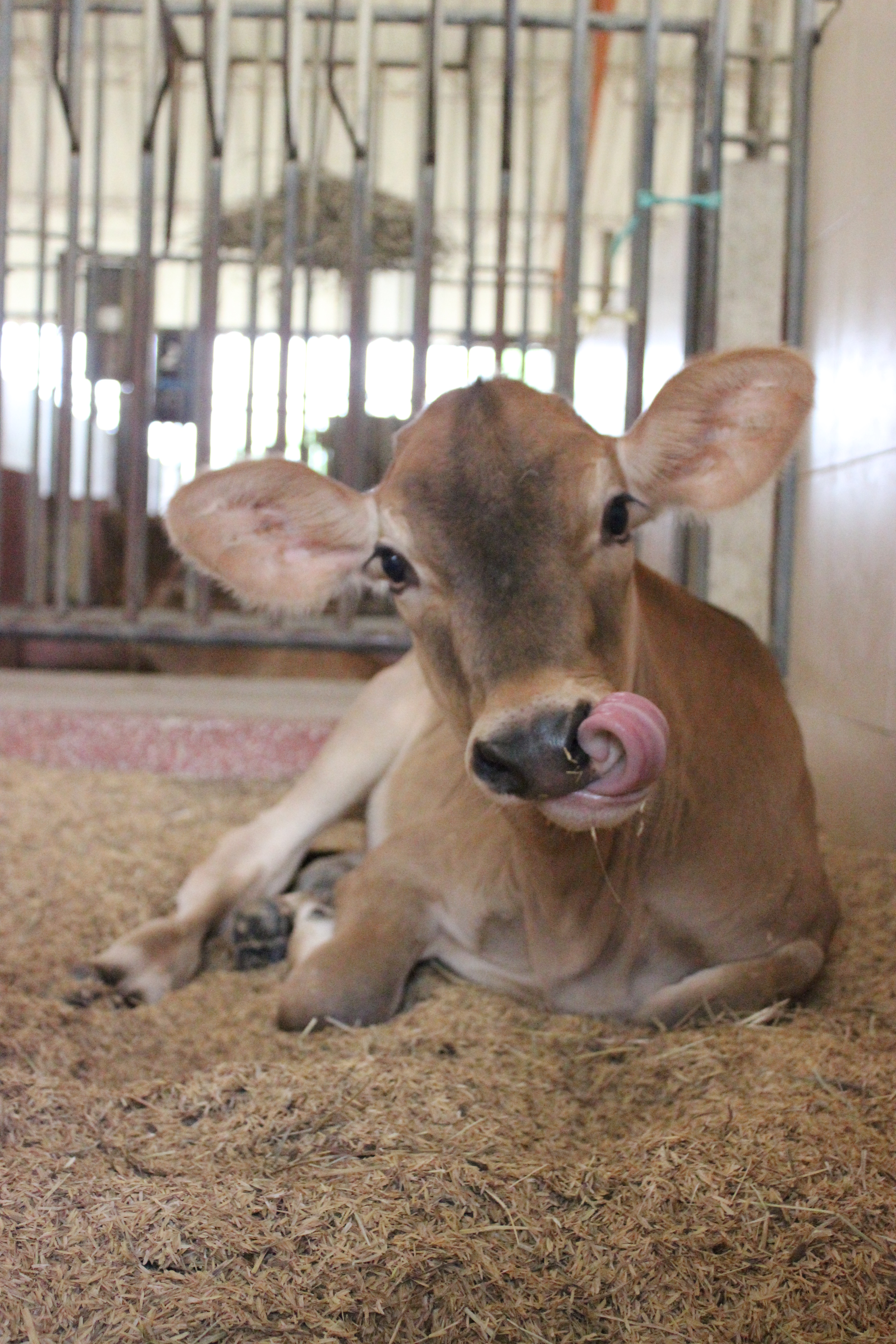 Pardo Suizo y Braunvieh | Asopardo Colombia | Colombia