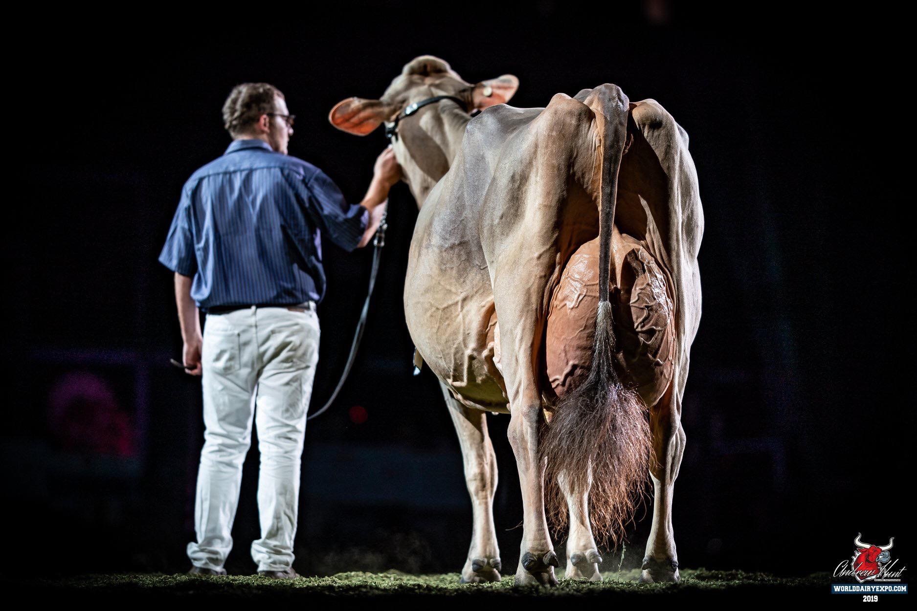 Pardo Suizo y Braunvieh | Asopardo Colombia | Colombia