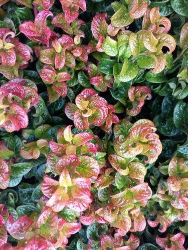 SALE! LEUCOTHOE Axillaris "Curly Red" evergreen SHRUB 5litre pot | The ...