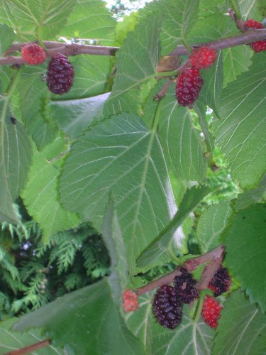 BLACK MULBERRY Fruiting Tree, Morus Nigra. 7.5L potted. | The Tree ...