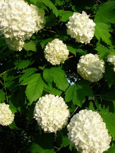 XLg 3ft Viburnum Opulus Sterile Snowball Shrub Tree, 5litre pot | The ...