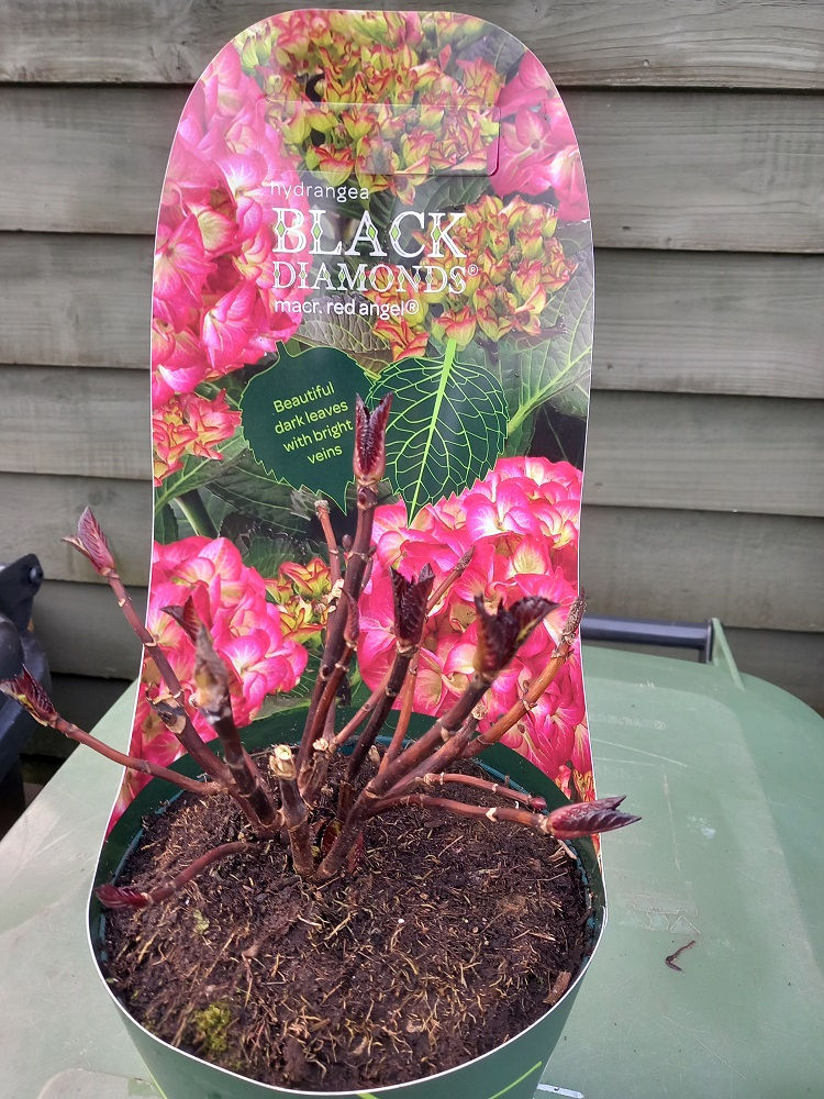 The Tree Garden Kent | Trees & Plants For Sale | Online Plant Nursery ...