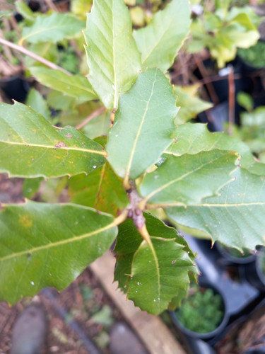 Holm Oak , Holly OakTree Quercus Ilex 2-3ft | The Tree Garden Kent