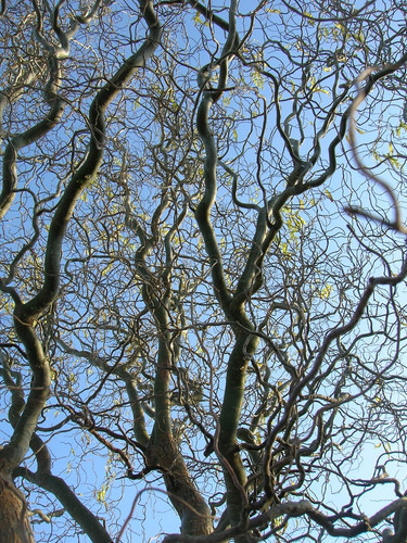 3-3.5ft Corkscrew Twisted Willow Tree or Shrub, Salix Contorta | The ...